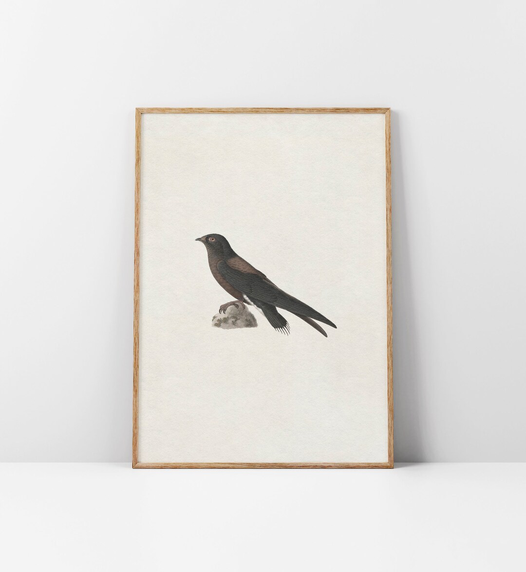 Antique Vintage Bird Drawing Bird Sketch Wall Art Bird - Etsy UK