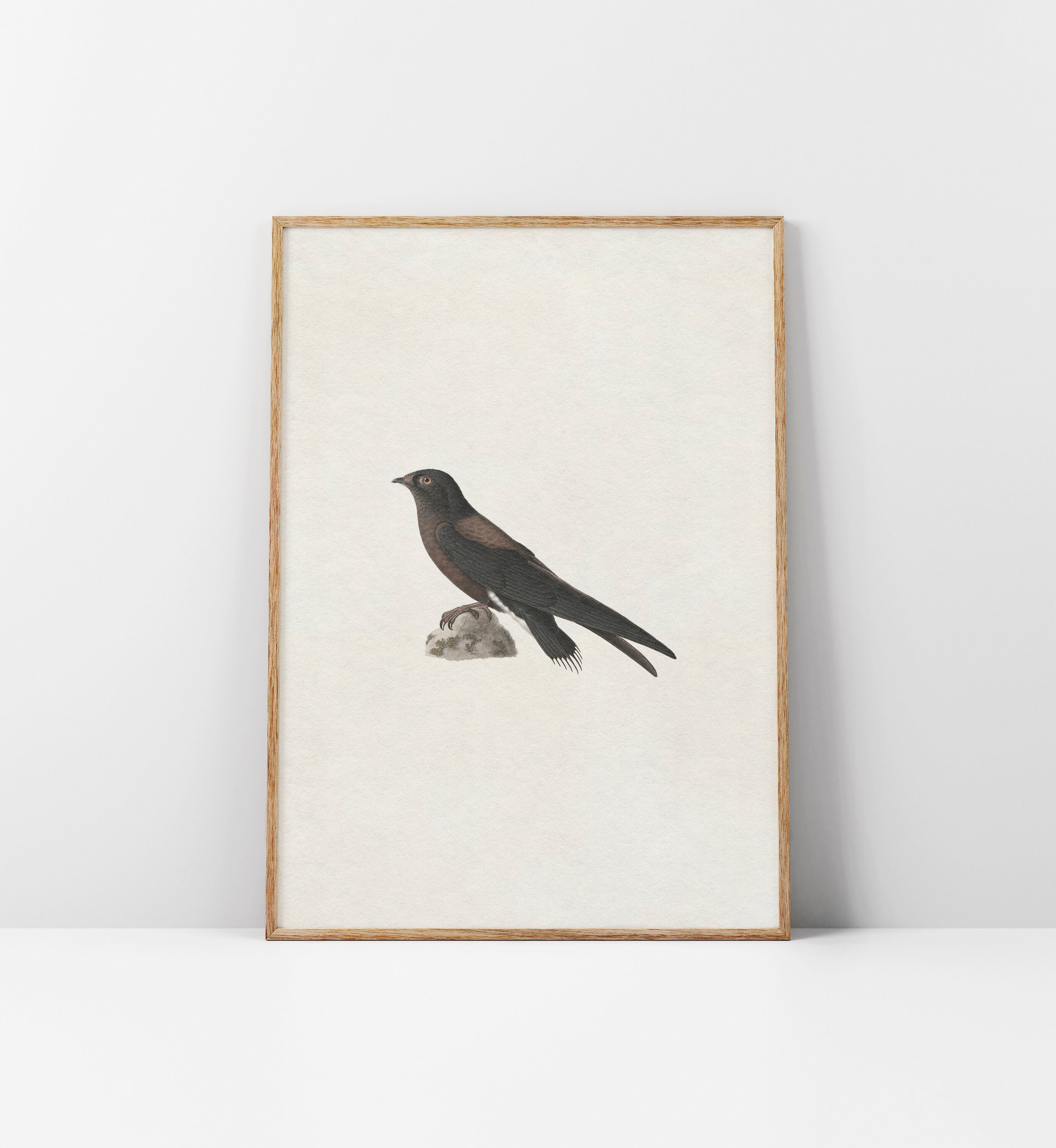Antique Vintage Bird Drawing Bird Sketch Wall Art Bird - Etsy UK