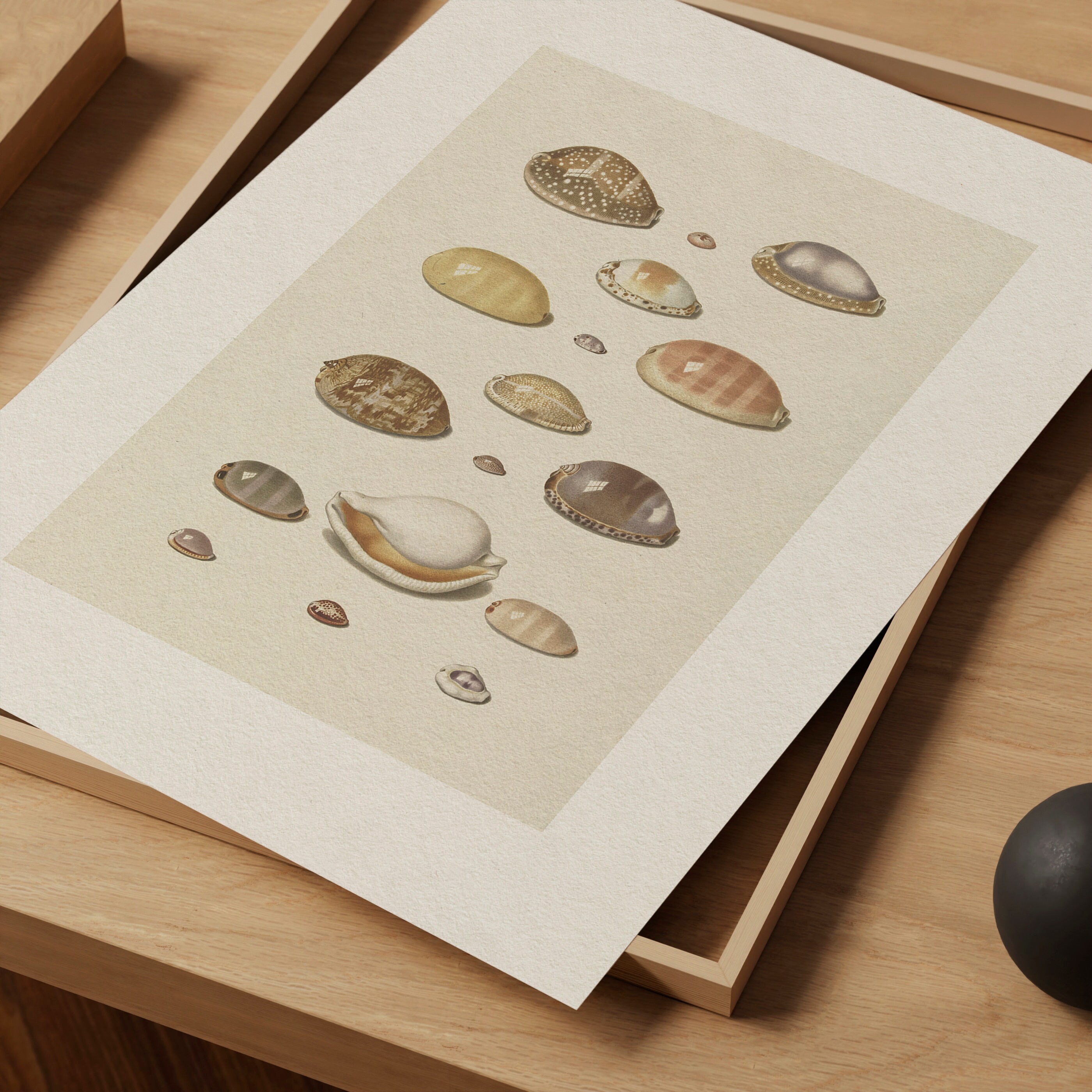 Vintage Seashell Art Coastal Beach Wall Art Beach House Art Neutral ...