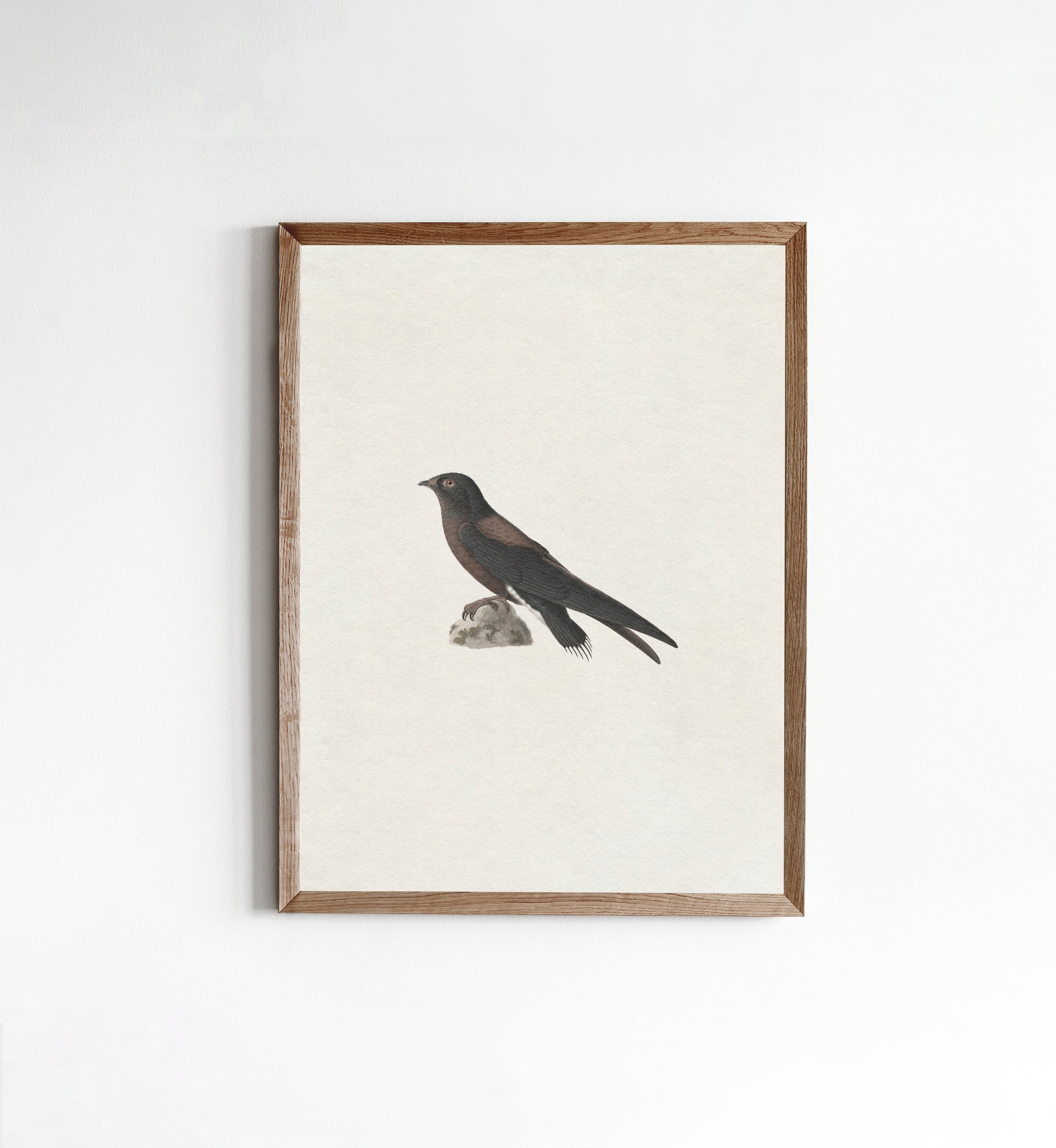 Antique Vintage Bird Drawing Bird Sketch Wall Art Bird Painting ...