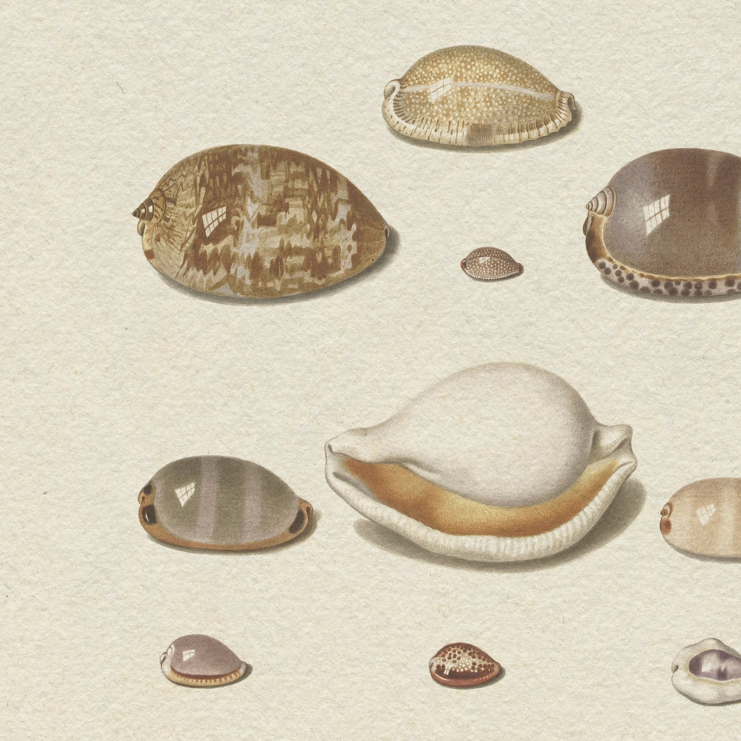 Vintage Seashell Art Coastal Beach Wall Art Beach House Art Neutral ...