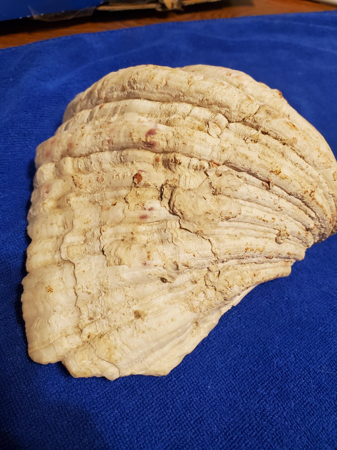 Rare Giant Clam Shell - Etsy