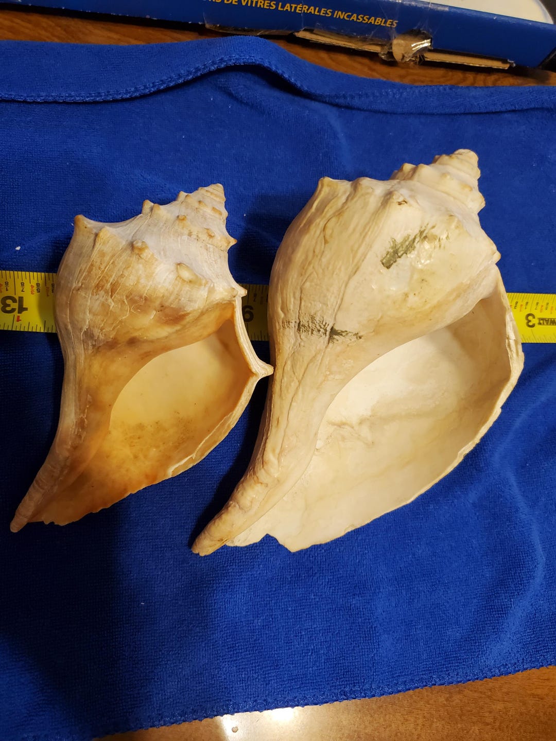 2 Conch Shells From Pacific Ocean - Etsy