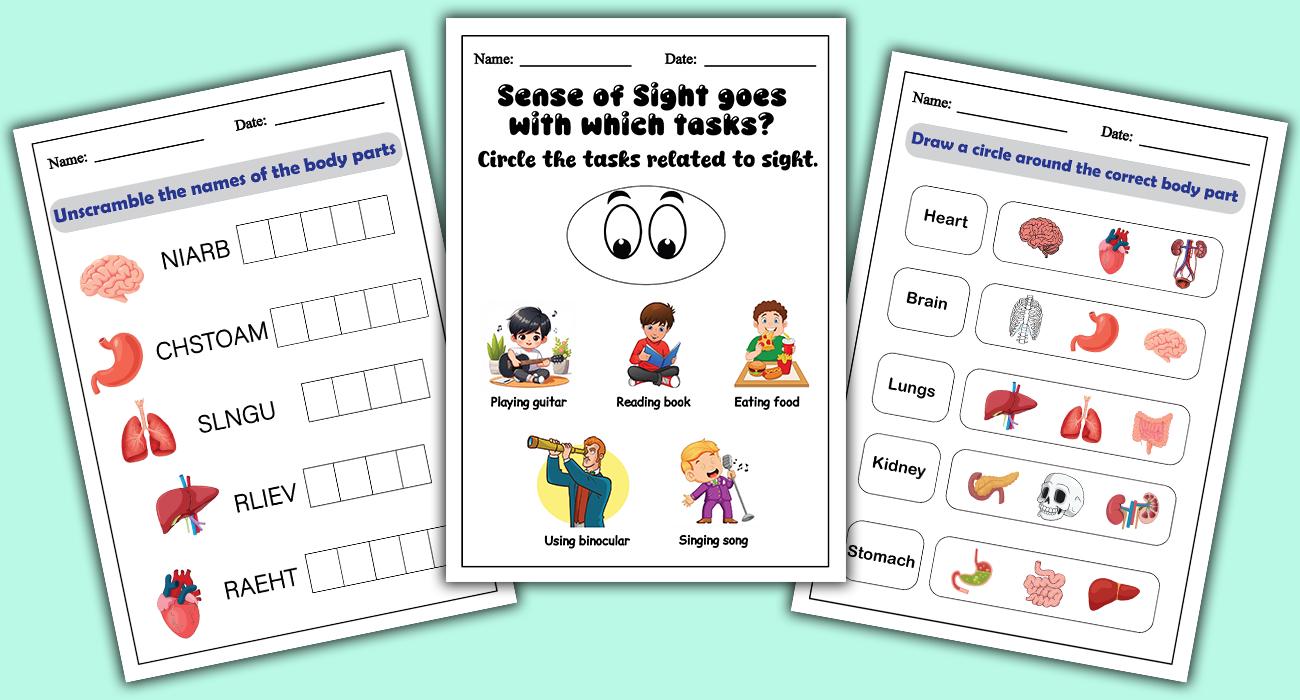 Body Parts Activity Worksheets for Kids 30+ Human Anatomy Matching ...