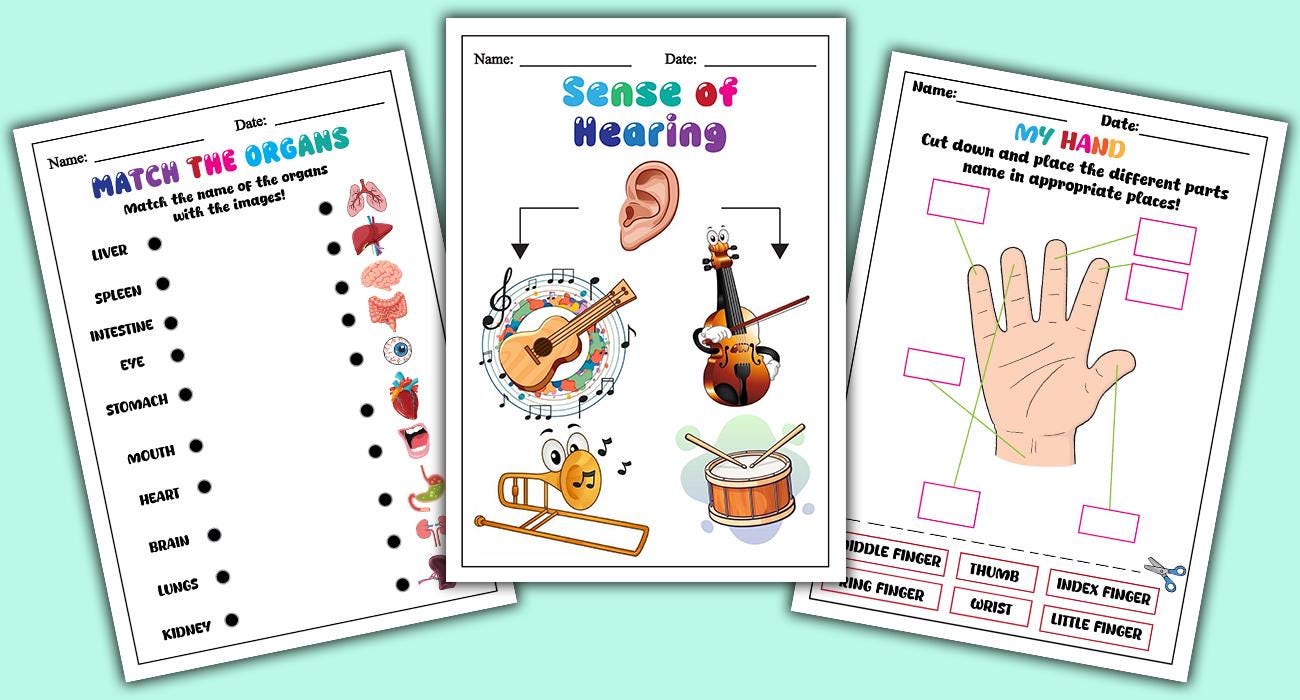 Body Parts Activity Worksheets for Kids 30+ Human Anatomy Matching ...