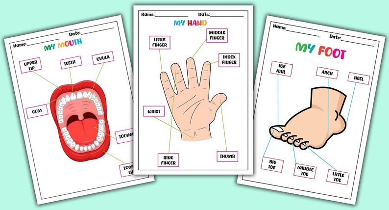 Body Parts Activity Worksheets for Kids 30+ Human Anatomy Matching ...