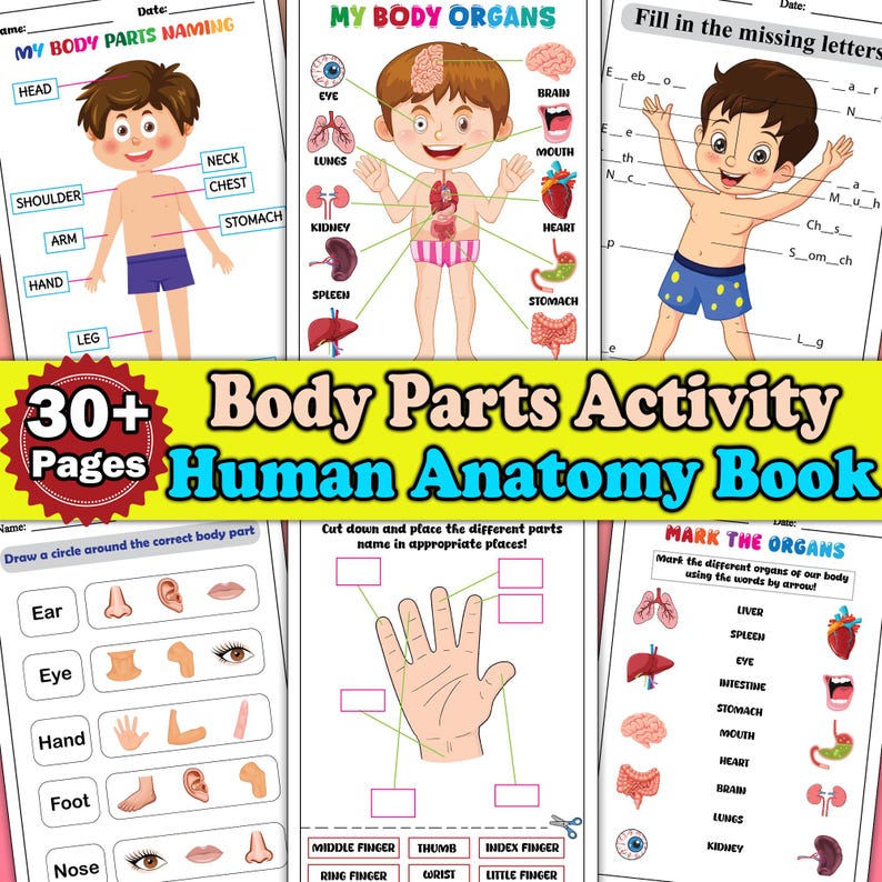 Body Parts Activity Worksheets for Kids 30+ Human Anatomy Matching ...