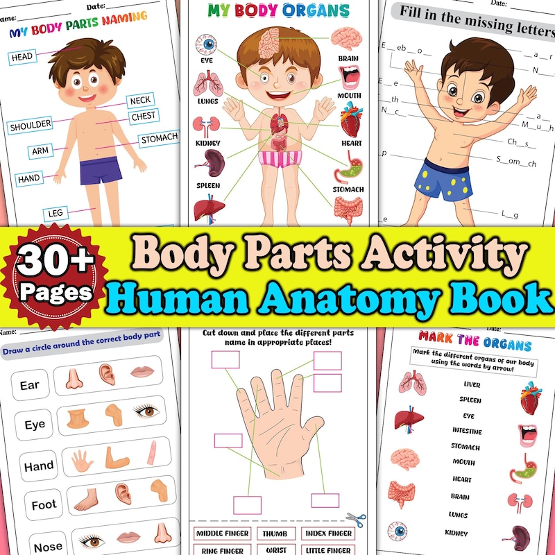Human Body Book - Etsy