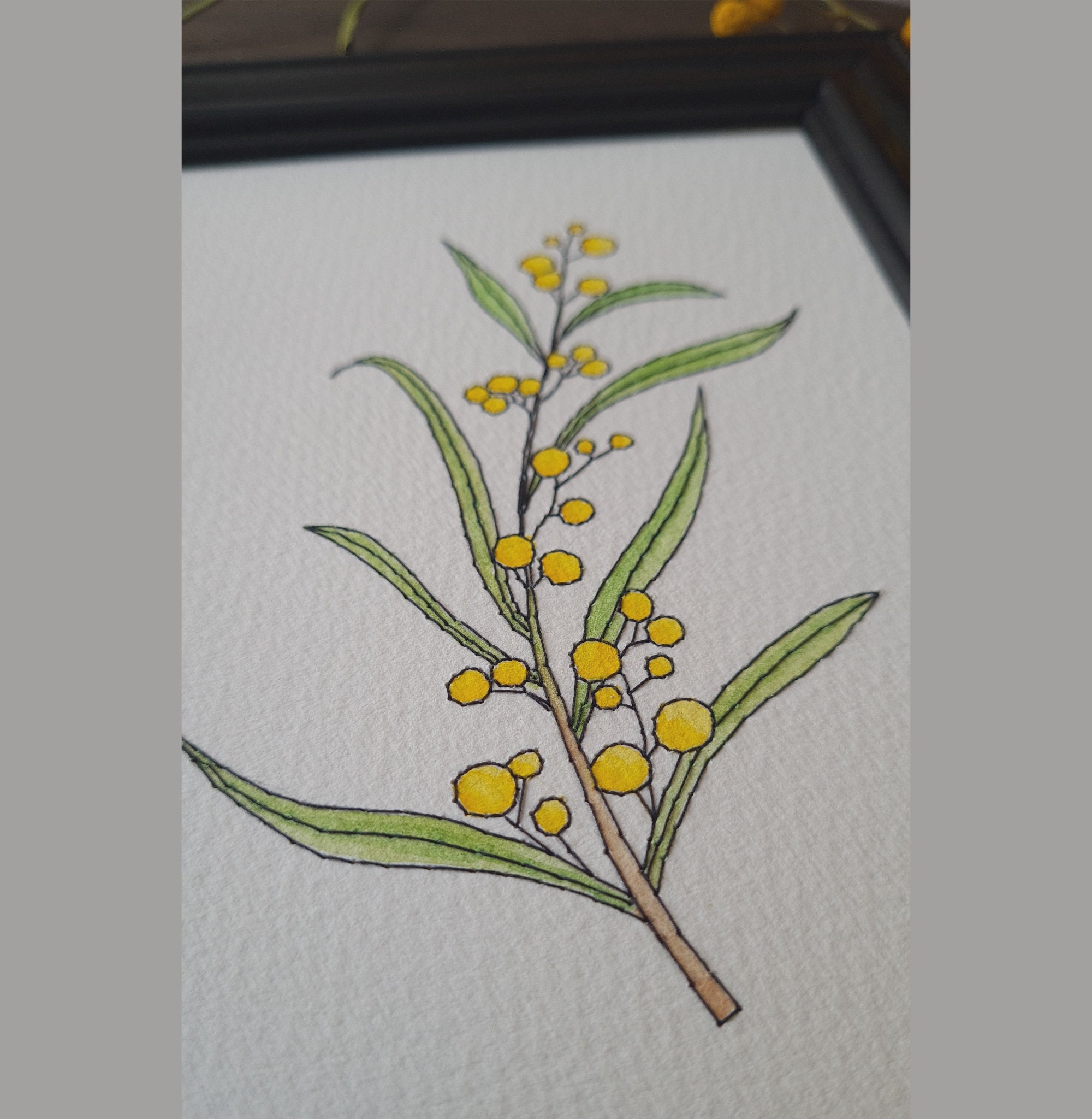 Golden Wattle Australian Native Botanical Illustration in Black Frame ...