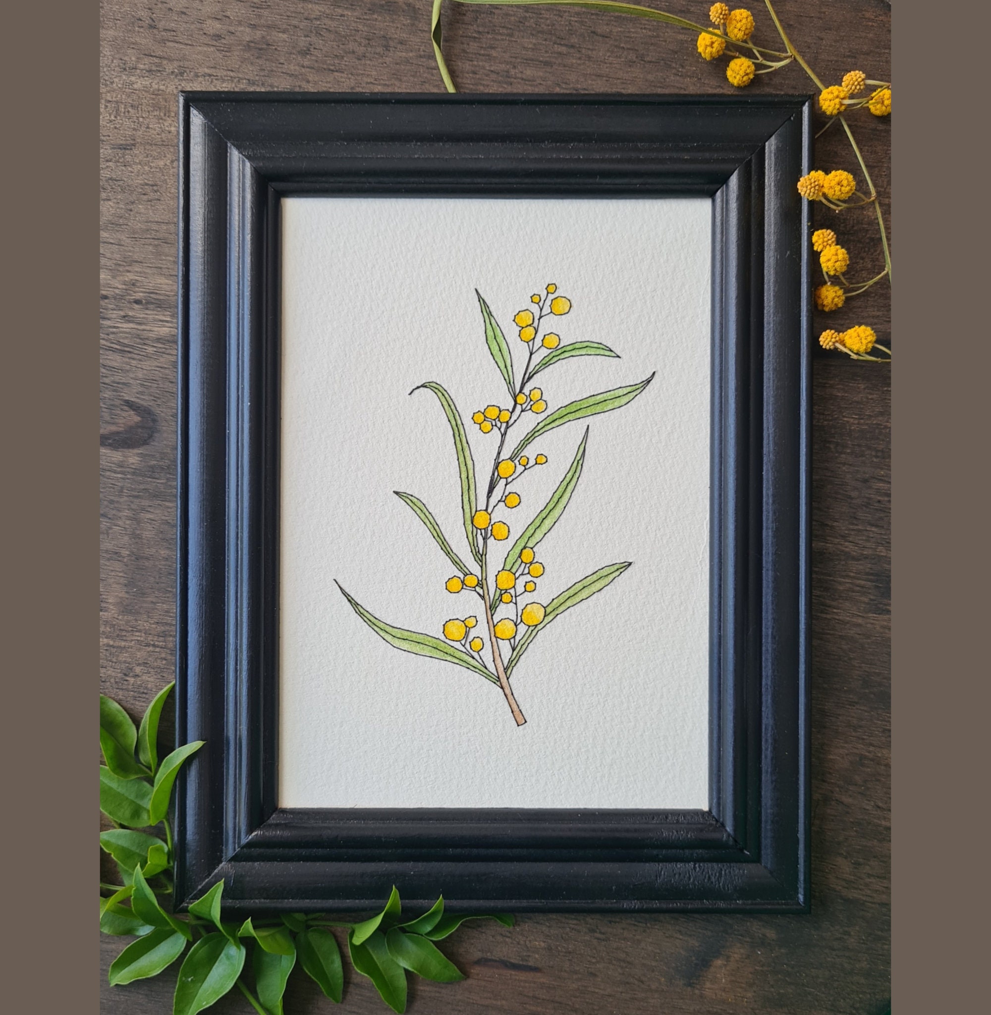 Golden Wattle Australian Native Botanical Illustration in Black Frame ...