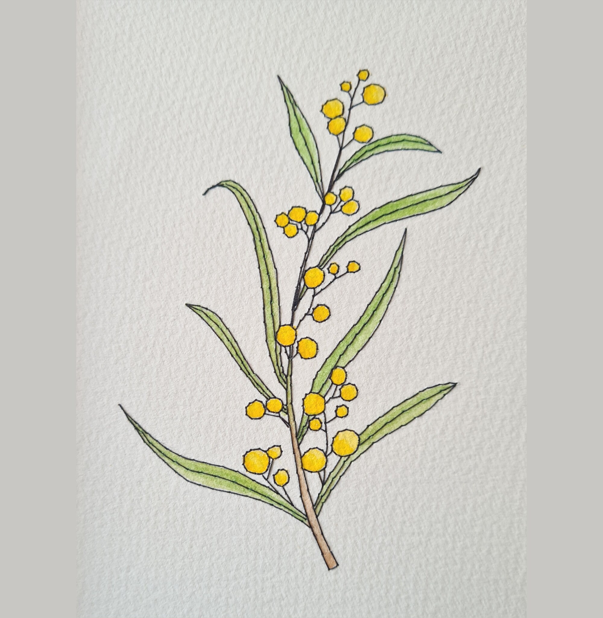 Golden Wattle Australian Native Botanical Illustration in Black Frame ...