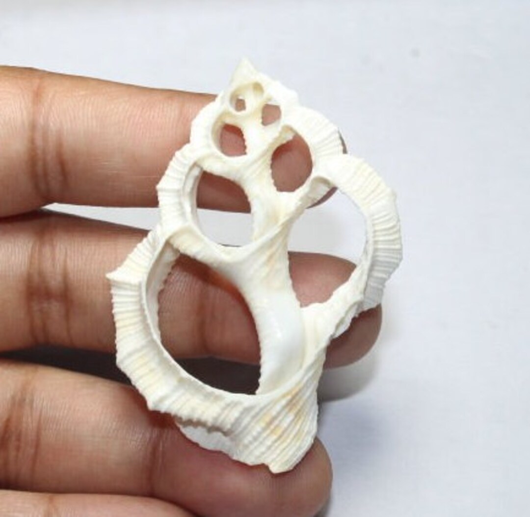 Beautiful Murex Seashell Slices Natural Cut Cerithium Shells - Etsy