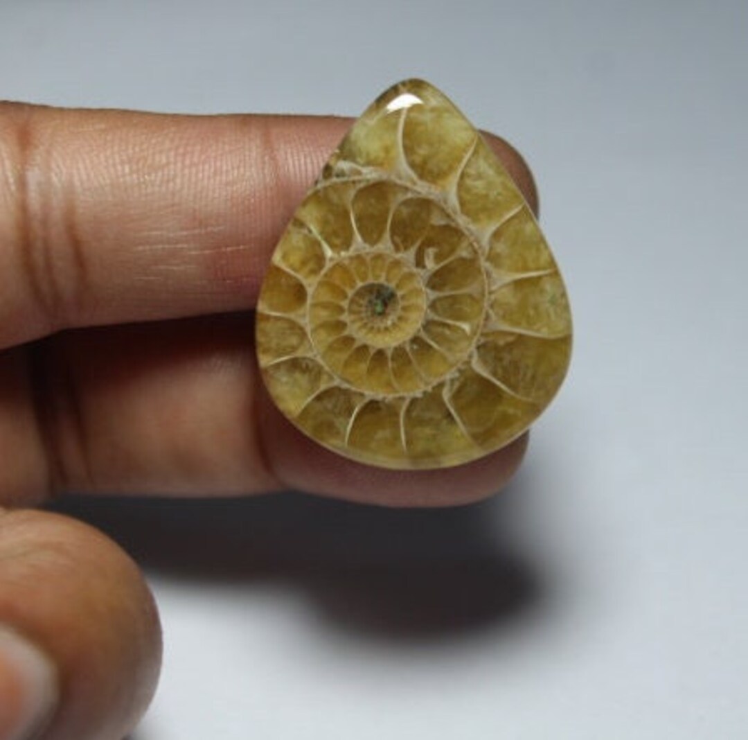 100% Natural Ammonite Disc Fossil Cabochon Specimen,rock,crystal ...