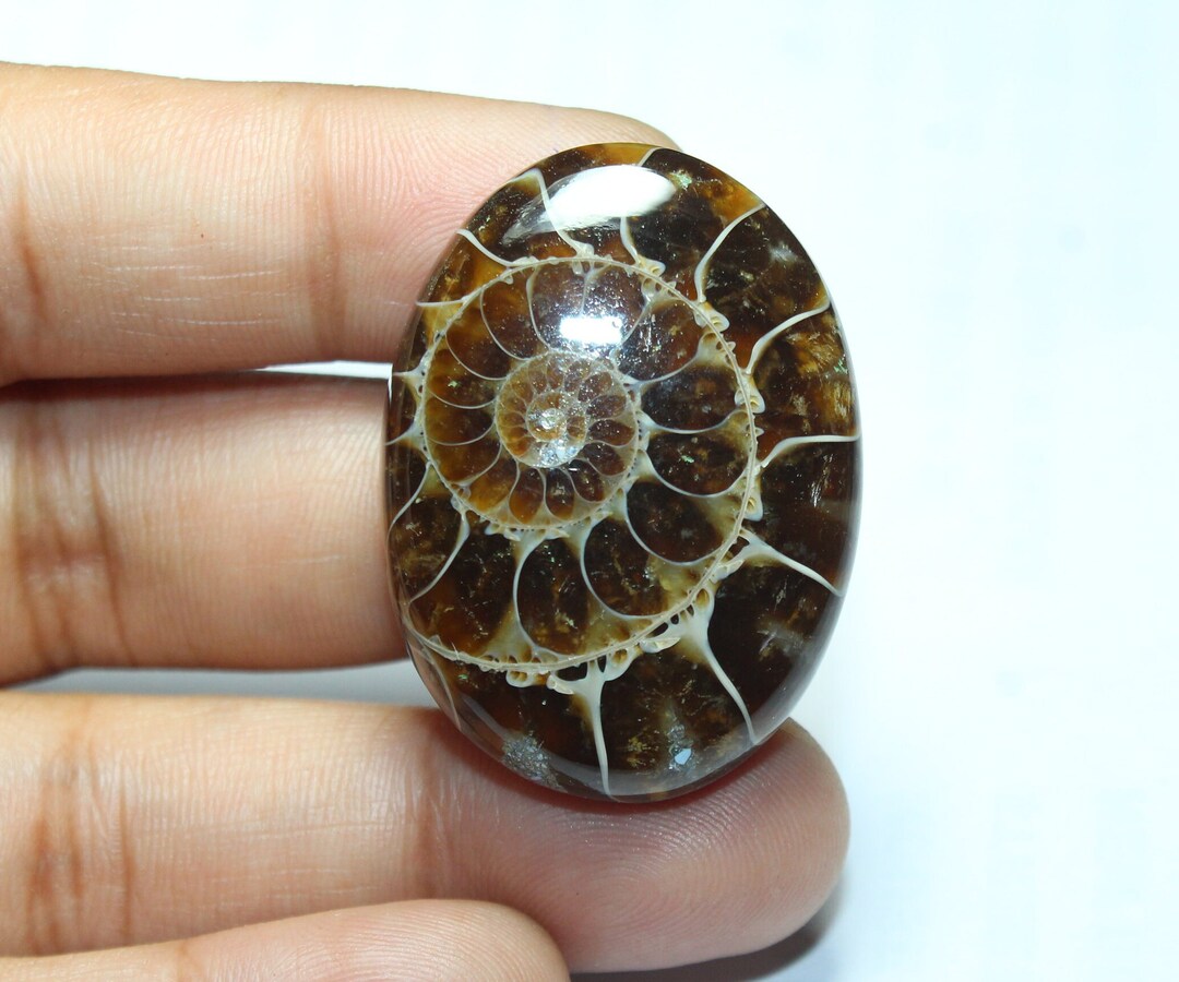 100% Natural Ammonite Disc Fossil Cabochon - Etsy