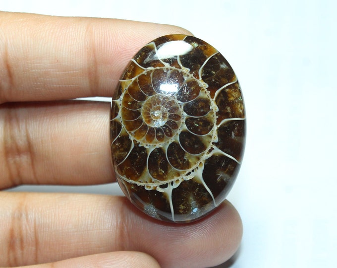 100% Natural Ammonite Disc Fossil Cabochon Specimen,rock,crystal ...