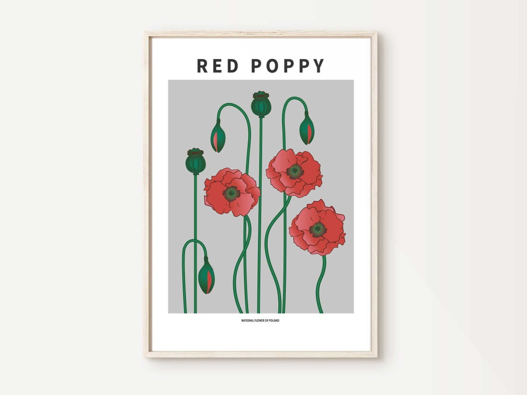 Red Poppy, National Flower of Poland Art Print, Modern Printable Wall ...