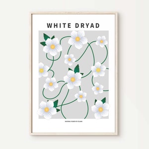 White Dryad, National Flower of Iceland Art Print, Modern Printable ...