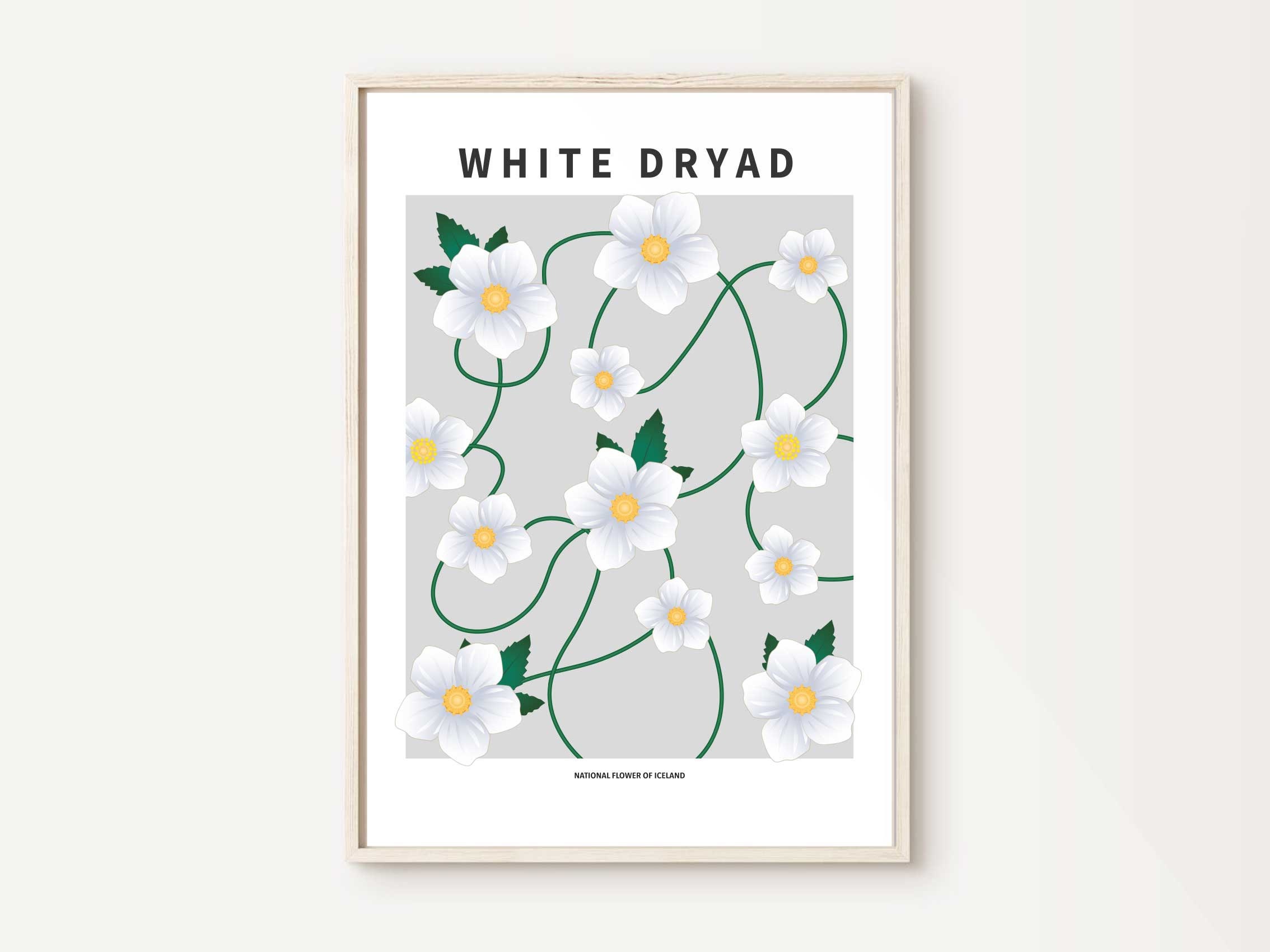 White Dryad, National Flower of Iceland Art Print, Modern Printable ...