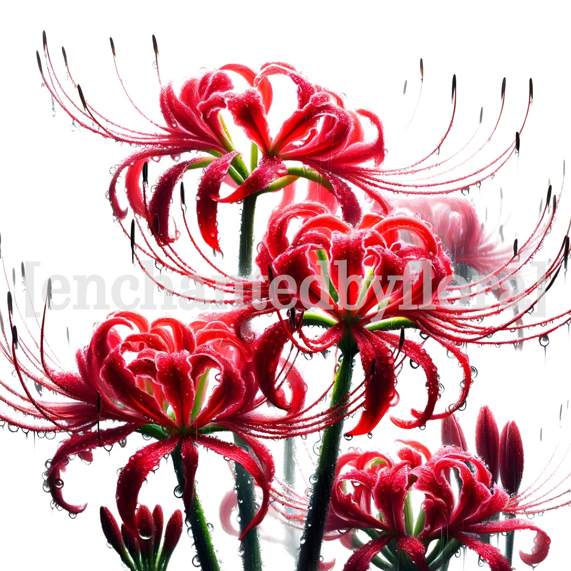 12 Red Spider Lilies Clipart, High Quality Pngs, Digital Download ...