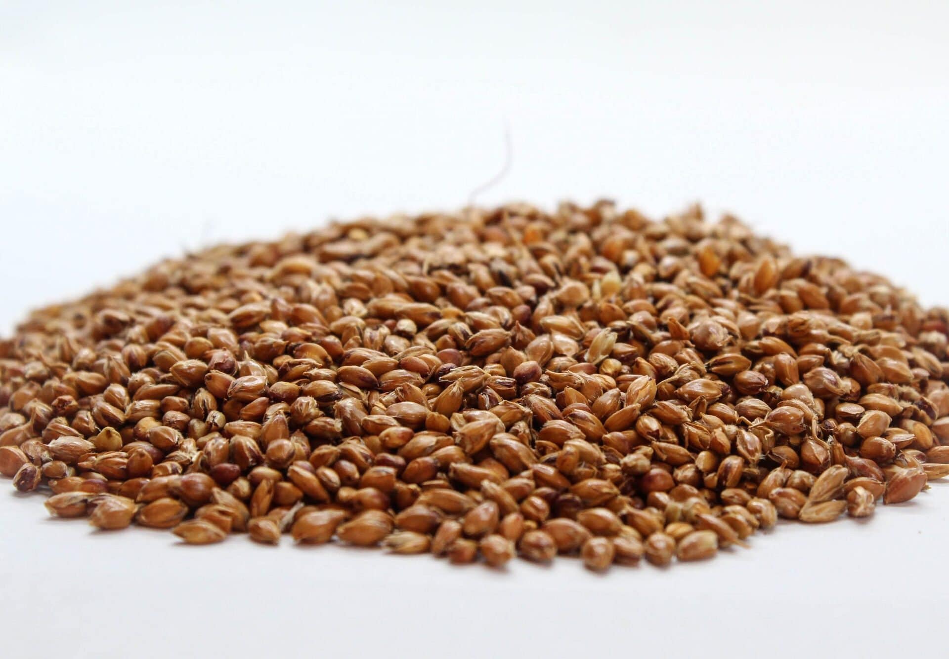 Organic Sorghum Seeds SORGHUM VULGARE Sorghum Bicolor - Etsy