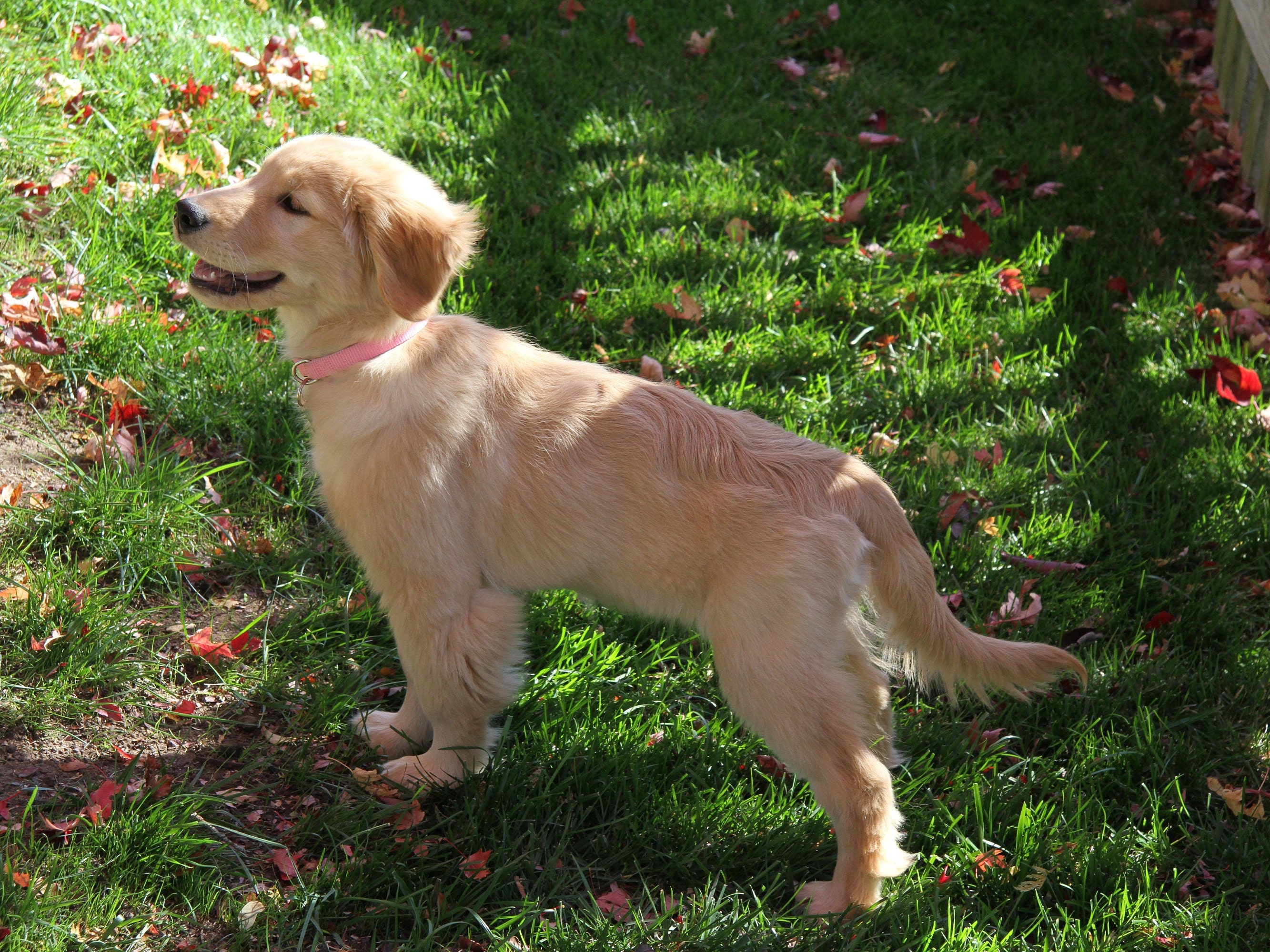 Golden Retrievers: How to Find the Right Companion for You. - Etsy