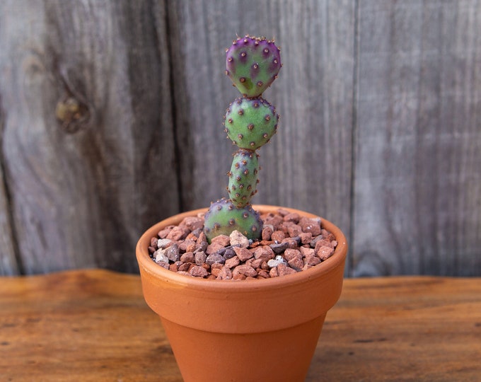 4 Opuntia Santa Rita Baby Rita Cactus - Etsy