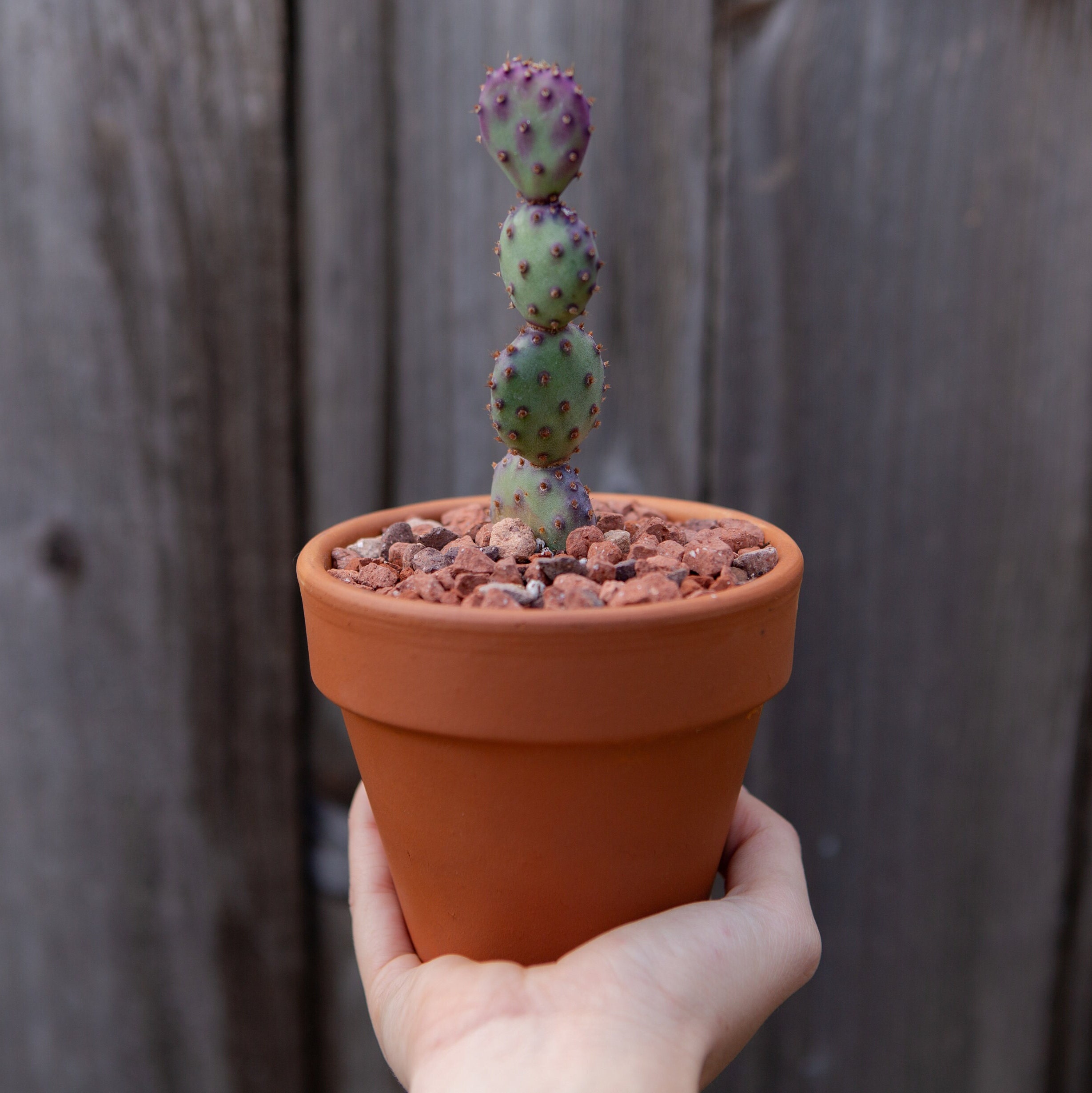 4 Opuntia Santa Rita Baby Rita Cactus - Etsy