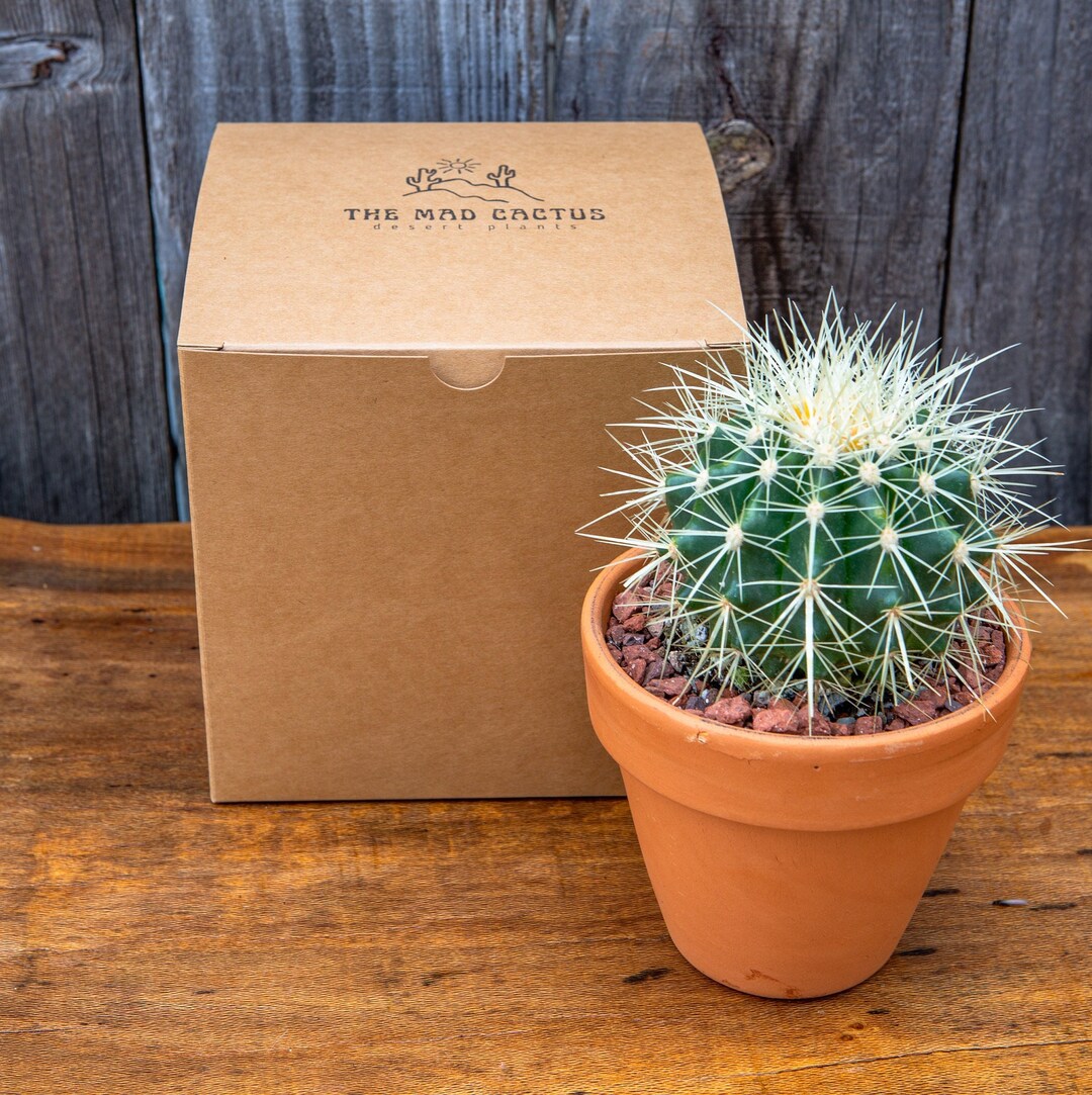 Cactus Gift Box Mother's Day Gift Get Well Soon Gift - Etsy