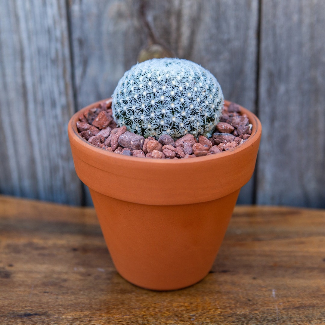 4 Mammillaria Duwei Cactus - Etsy