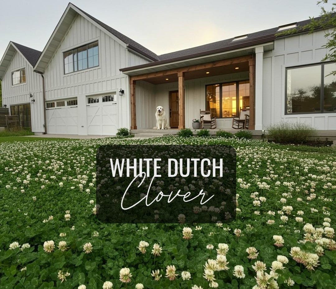 Seeds: White Dutch Clover Seed, Attracts Butterflies & Bees Healthy ...