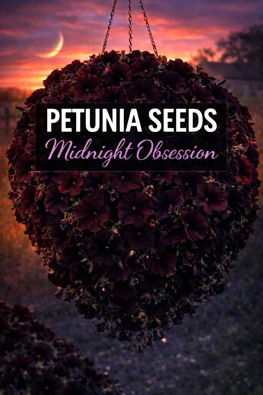 Midnight Obsession Petunia Seeds – Rare Deep Blackberry Velvet Blooms ...
