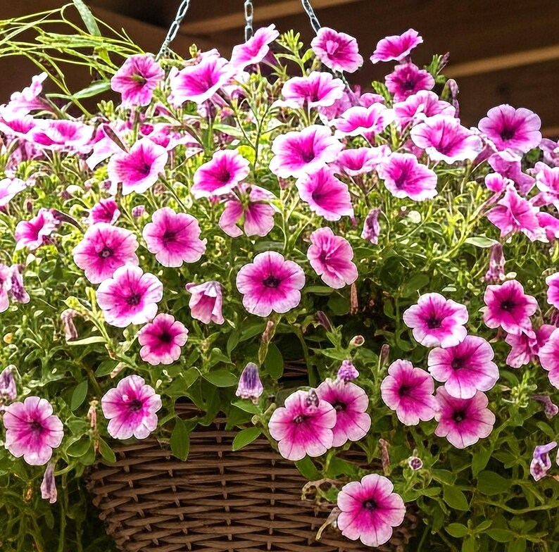 Raspberry Princess Petunia Seeds – Pink Flowers With High Germination ...