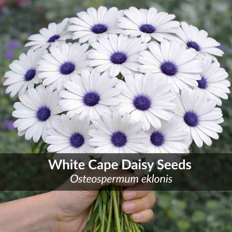 White Daisies to Plant - Etsy