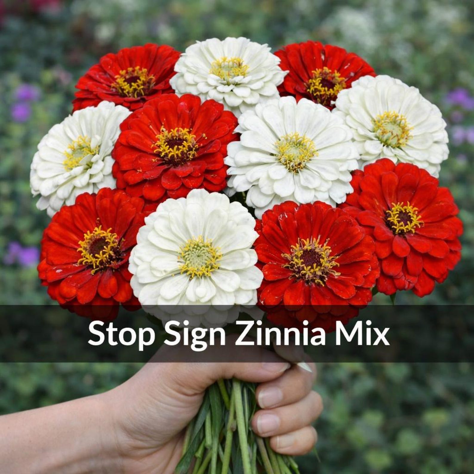 Stop Sign Zinnia Mix – Cut Flowers– Annual– Easy Home Garden Plant - Etsy