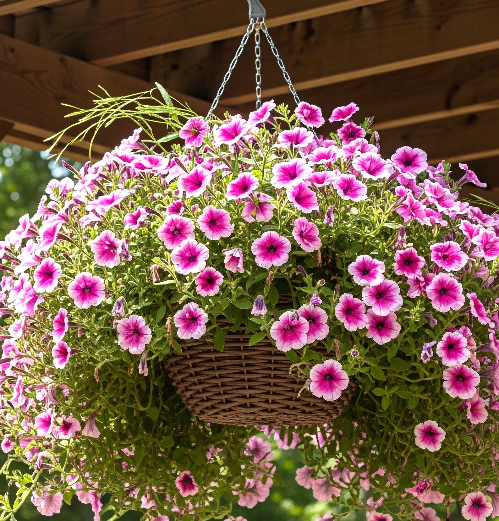 Raspberry Princess Petunia Seeds – Pink Flowers With High Germination ...