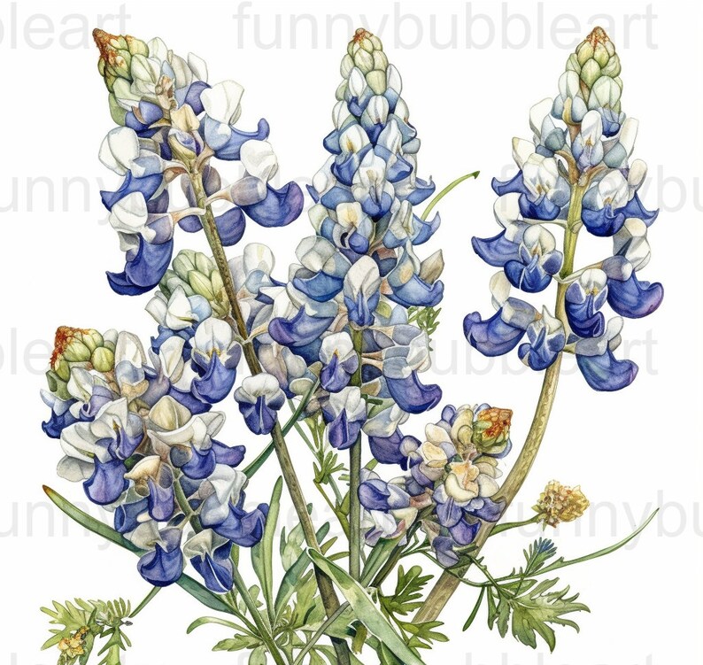 Texas Bluebonnets Watercolor Clipart - Unique Flower, Wildflowers PNG ...