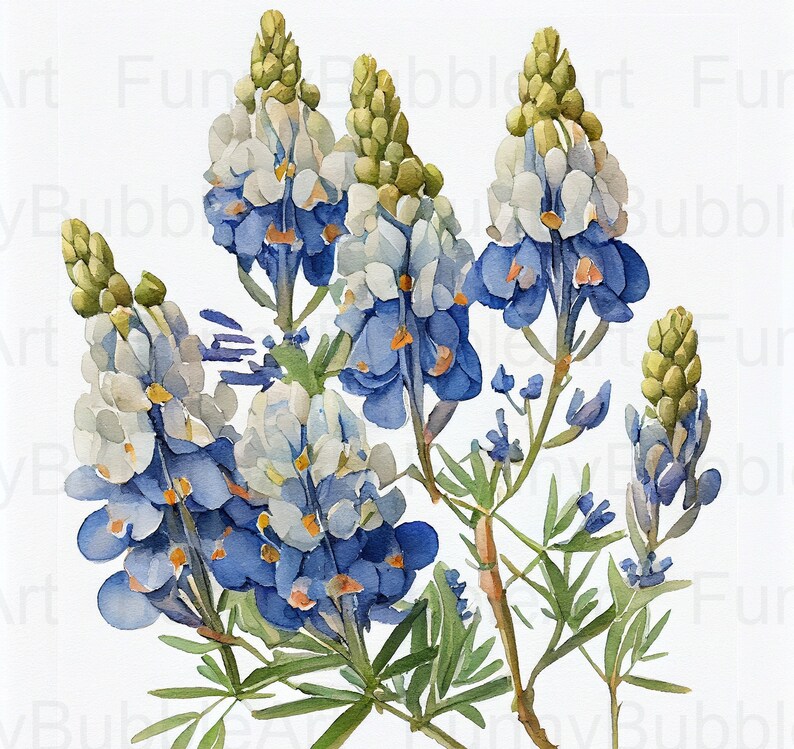 Texas Bluebonnets Watercolor Clipart - Unique Flower, Wildflowers PNG ...