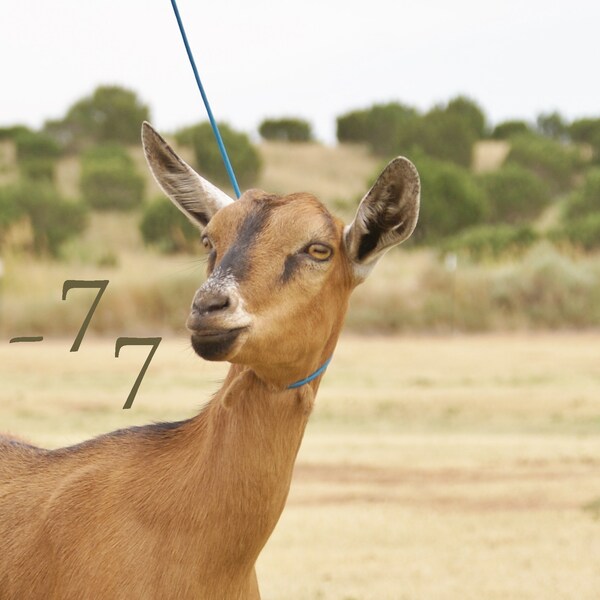 Dairy Goat - Etsy