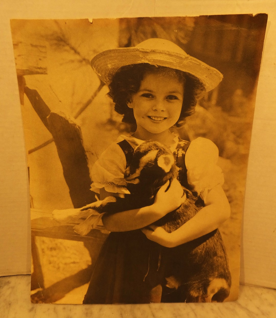 Photo of Shirley Temple With a Baby Goat - Etsy