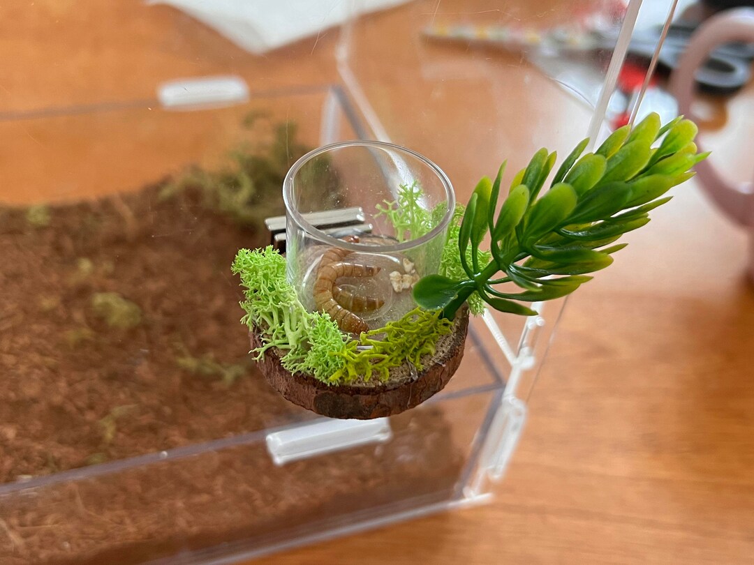 Sling/jumping Spider Feeding Shelf/water Dish - Etsy