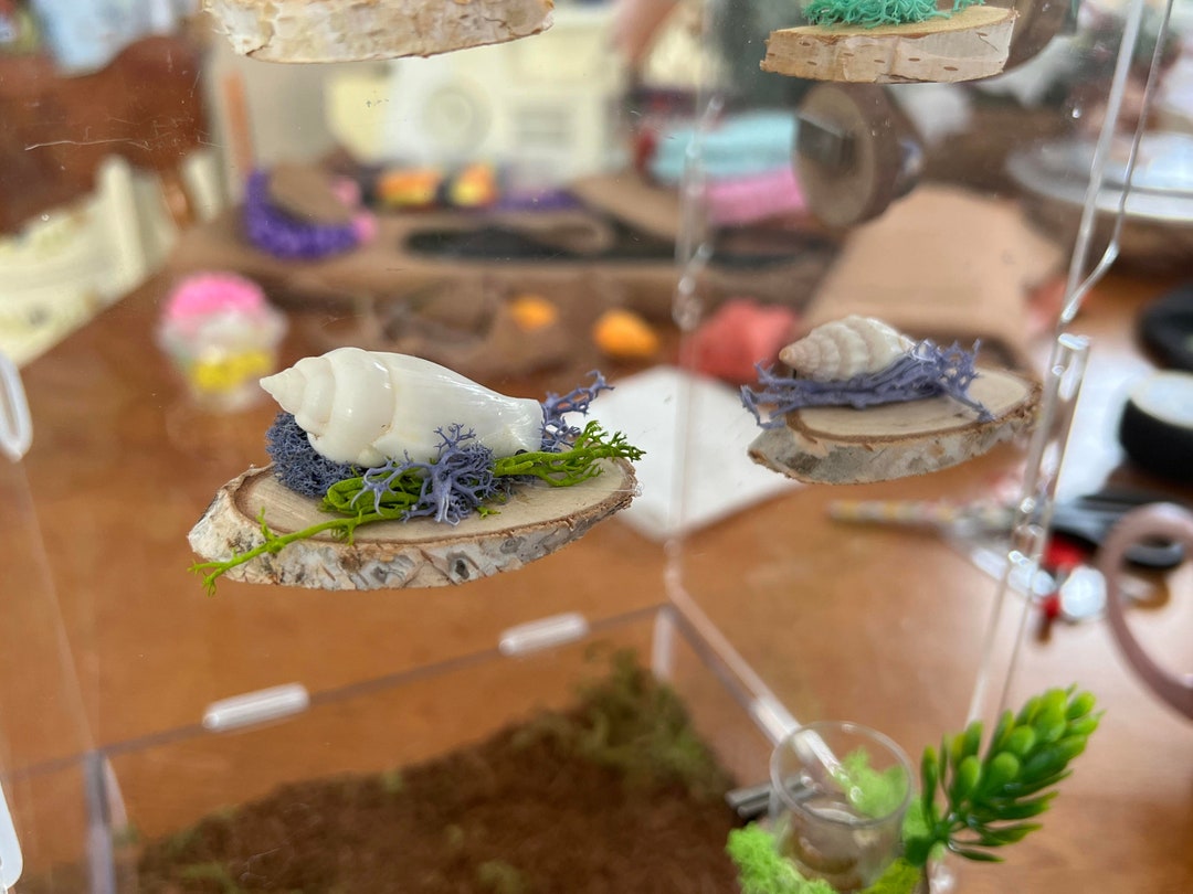 Magnetic Seashell Spider Shelf - Etsy