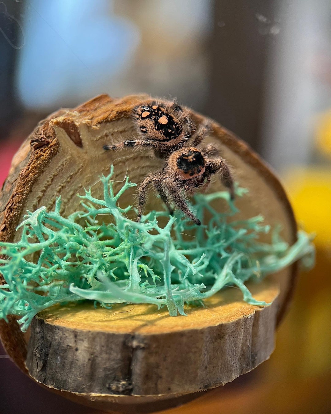 Magnetic Mossy Spider Shelf - Etsy