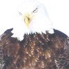 Angry Eagle Holding Arrow American Flag Decal / Sticker Great for Car ...