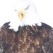 Angry Eagle Holding Arrow American Flag Decal / Sticker Great for Car ...