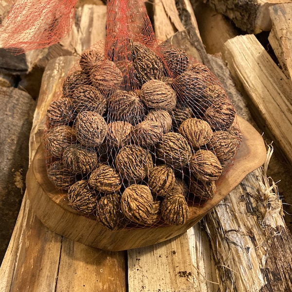 Black Walnut Shells - Etsy