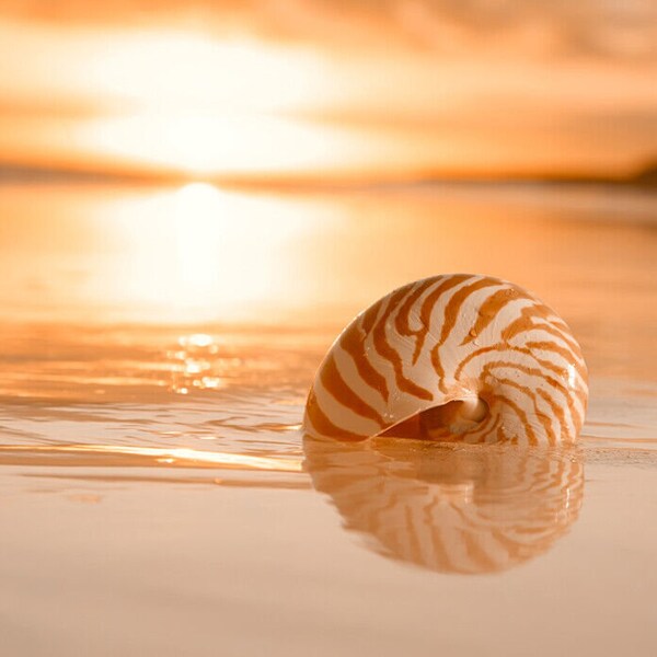 Large Sunrise Shell - Etsy