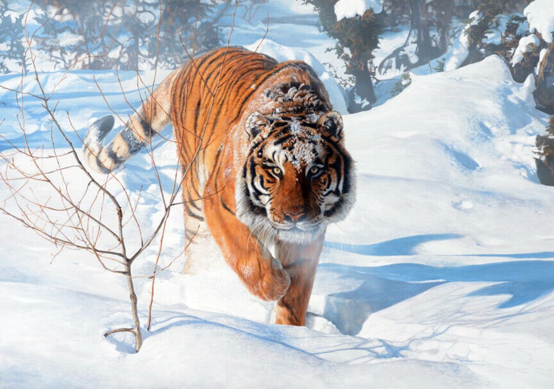 Framed Canvas Art Print Giclée Tiger in the Snow Exotic Cat Wildlife ...