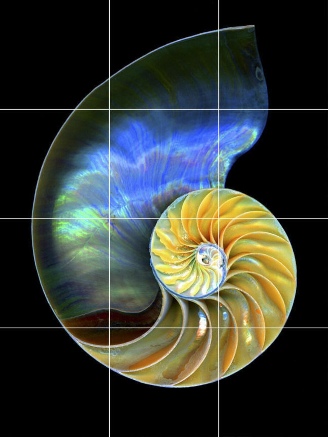 Nautilus Shell Seashells Ocean Beach Sea Ceramic Tile Mural 24x18 ...