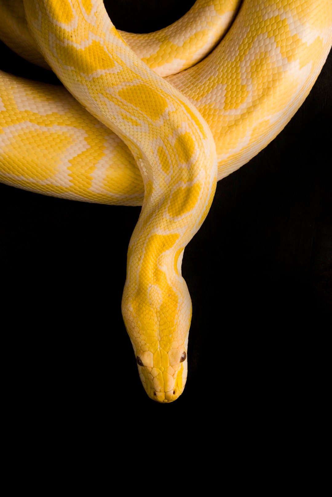 Framed Canvas Art Print Giclée or Poster. Burmese Yellow Python Snake ...