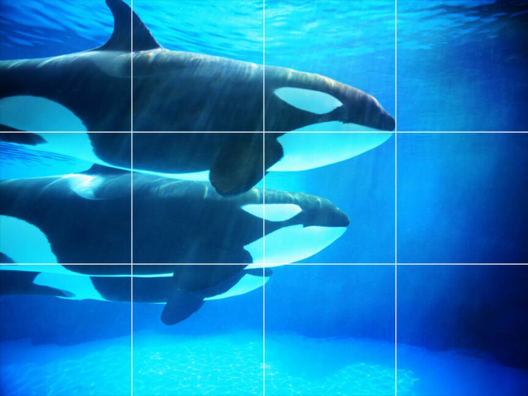 FISH Orca Killer Whale Family Ocean Sea Ceramic Mosaic Tile Mural ...